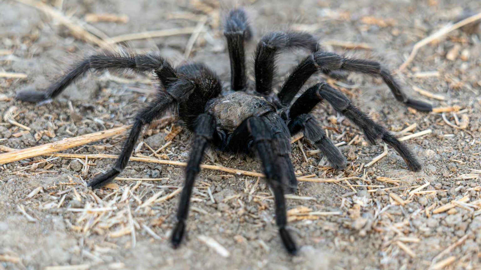 Confirmed: Tarantulas preparing mass migration through five western ...