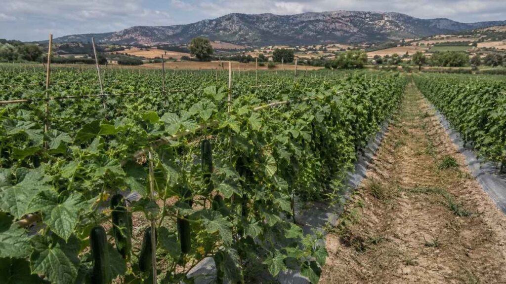 Ainoa, agricultora, prefiere dar sus pepinos a las cabras antes que ...